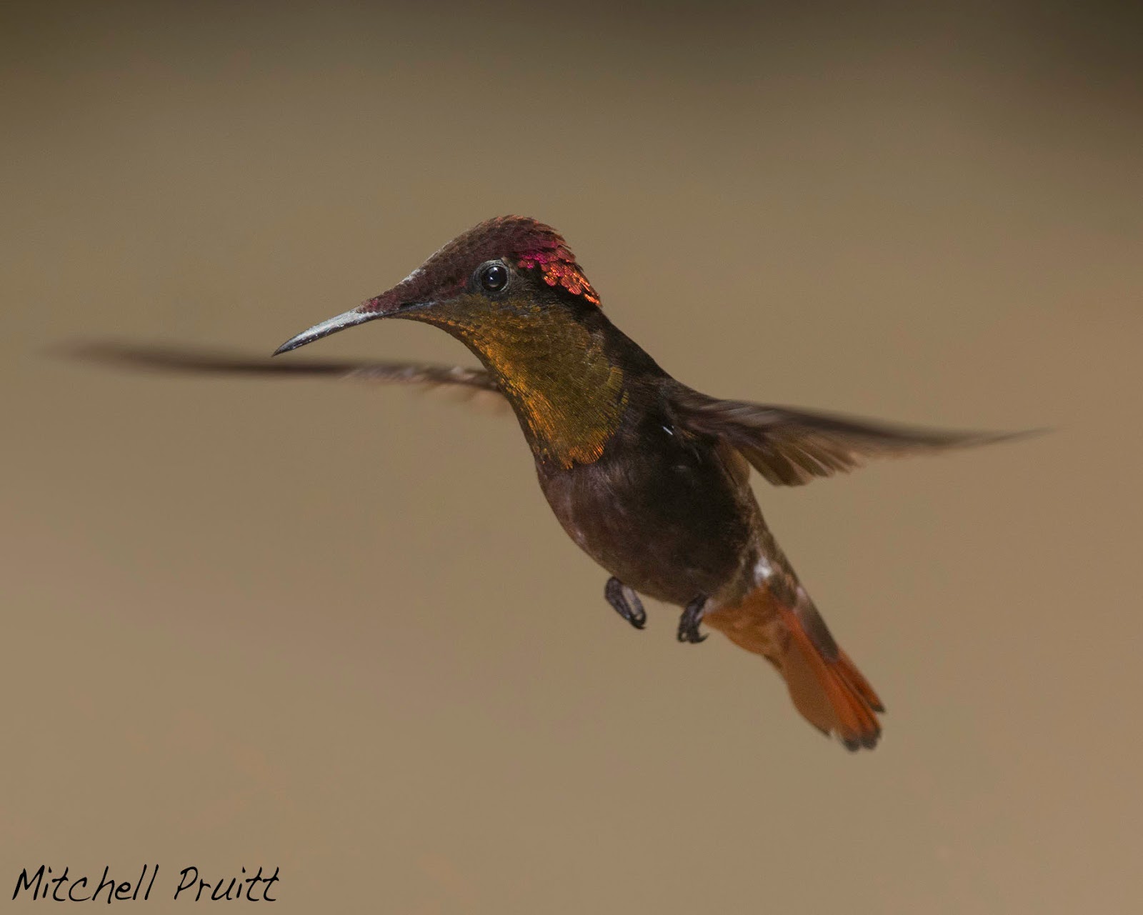 The Great Outdoors(man): The Land of the Hummingbirds, Trinidad and Tobago