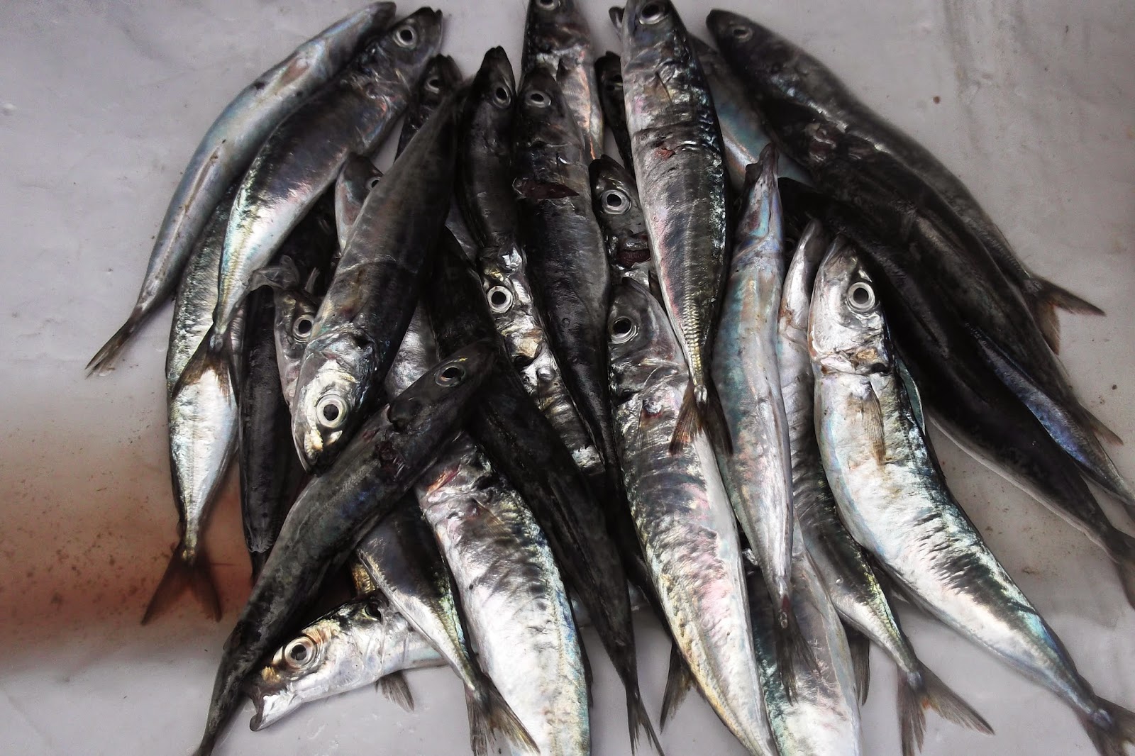 NEGOMBO SEAFOODS: BOLLU