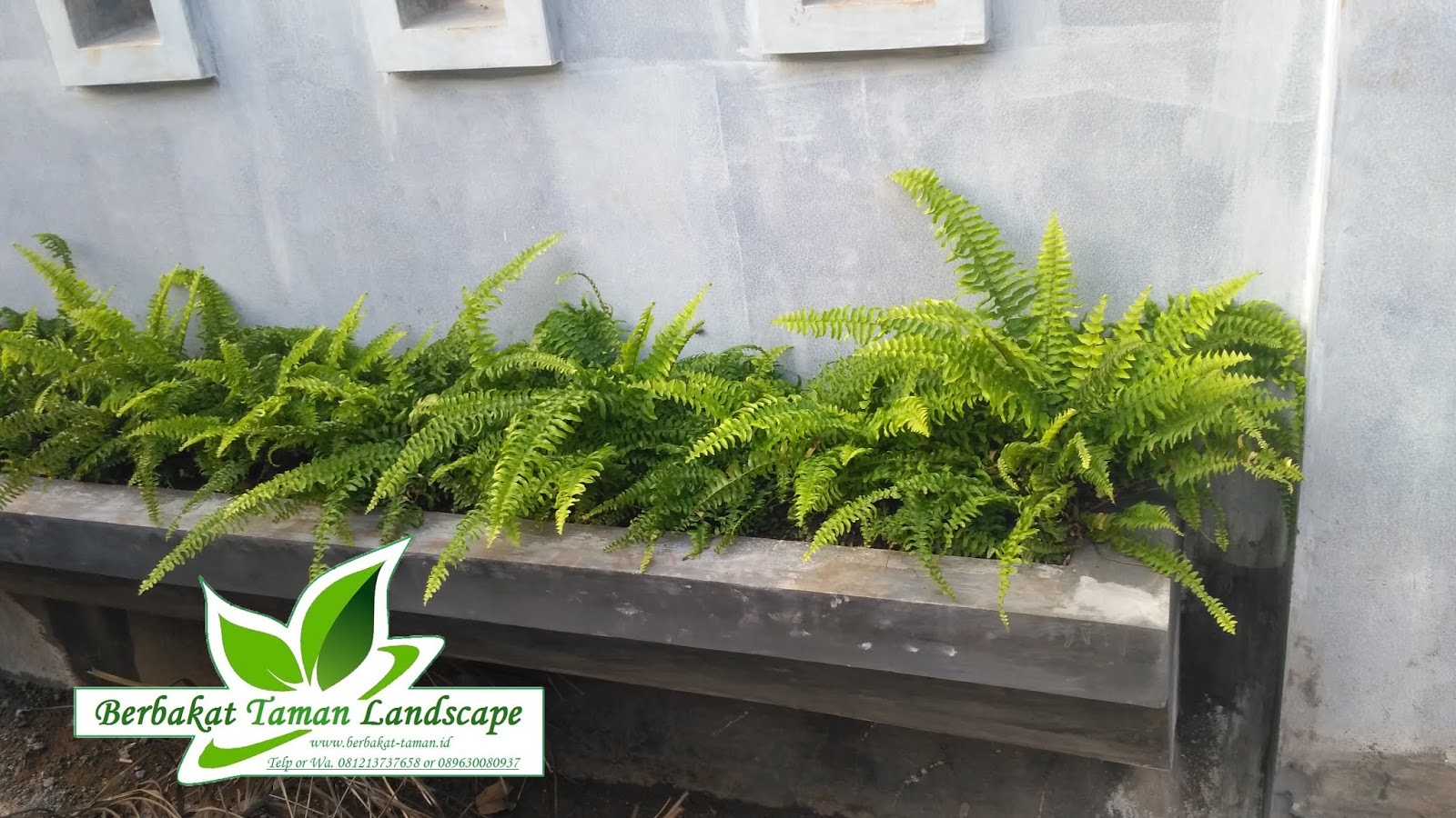 Jual Tanaman Pakis Kelabang Tanaman Hias Murah - Tukang Taman Minimalis ...