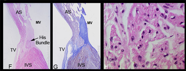 Manuali di Medicina Intensiva: Principi di elettrofisiologia (Capitolo ...