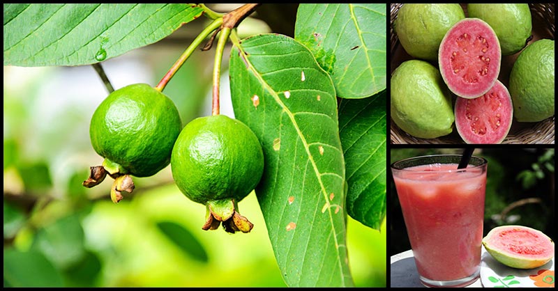 Health Benefits Of Eating Guava | Dr Farrah MD