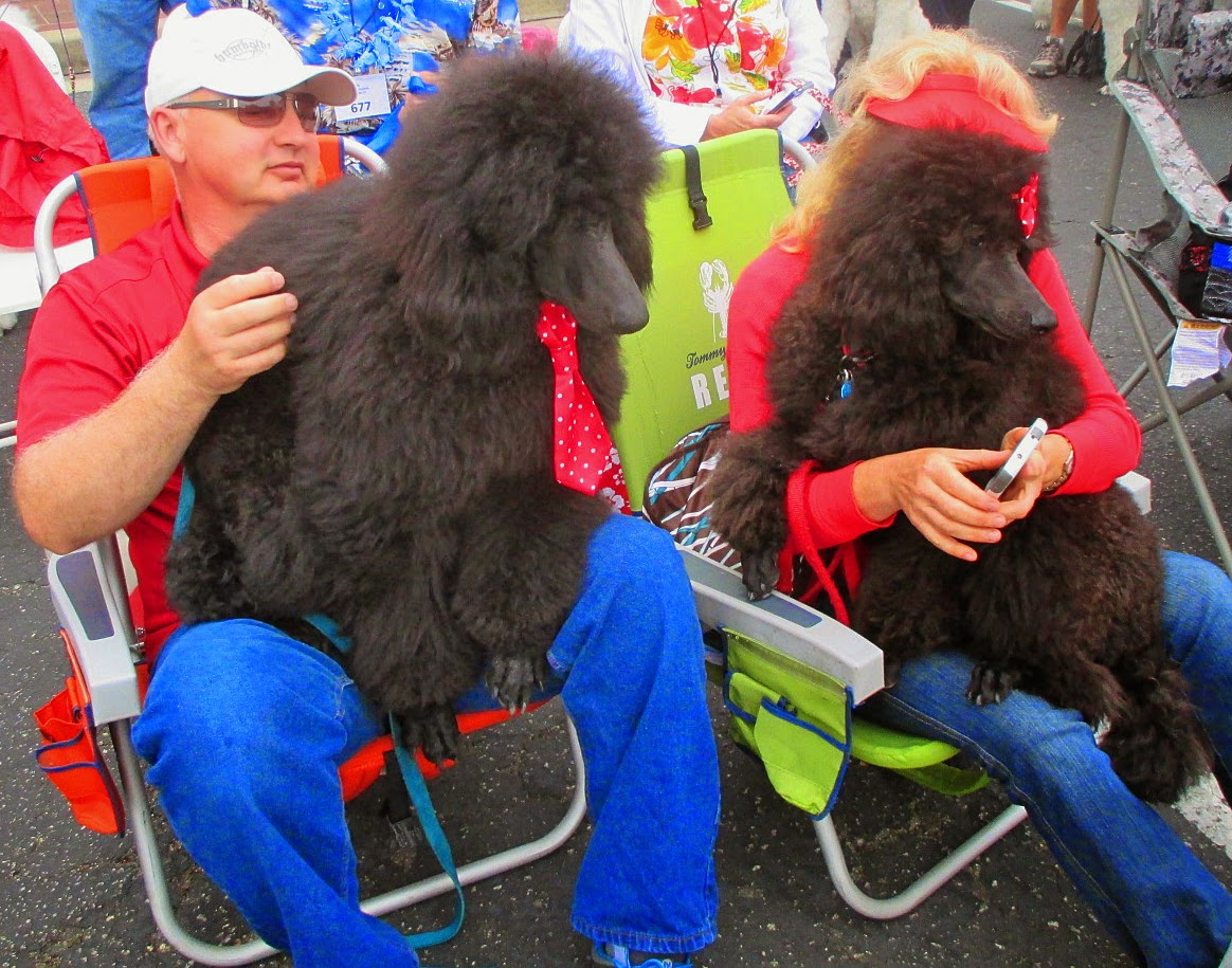 Carmel Poodle Day