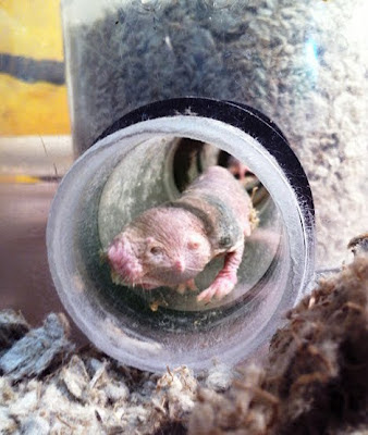 Pacific Science Center Life Sciences: Kickin’ with the Naked Mole Rats