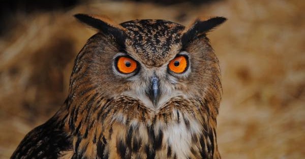 CPR VALLE DE ANDARAX: SENDERISMO PADULES: BÚHO REAL O BUBO BUBO