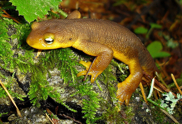 Edge of the Hills: Newts
