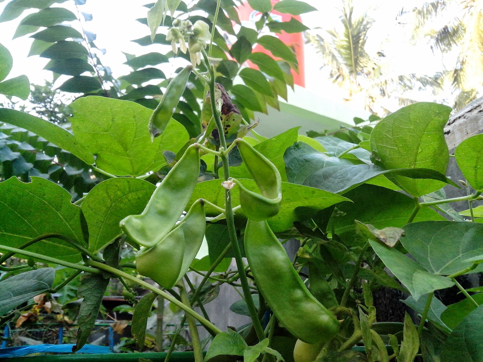 Endah Murniyati's Journey: VEGETABLE OF THE WEEK - KARA BEANS