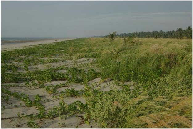 Landforms in the World: Coastal and Oceanic Landform (21.Dune System)