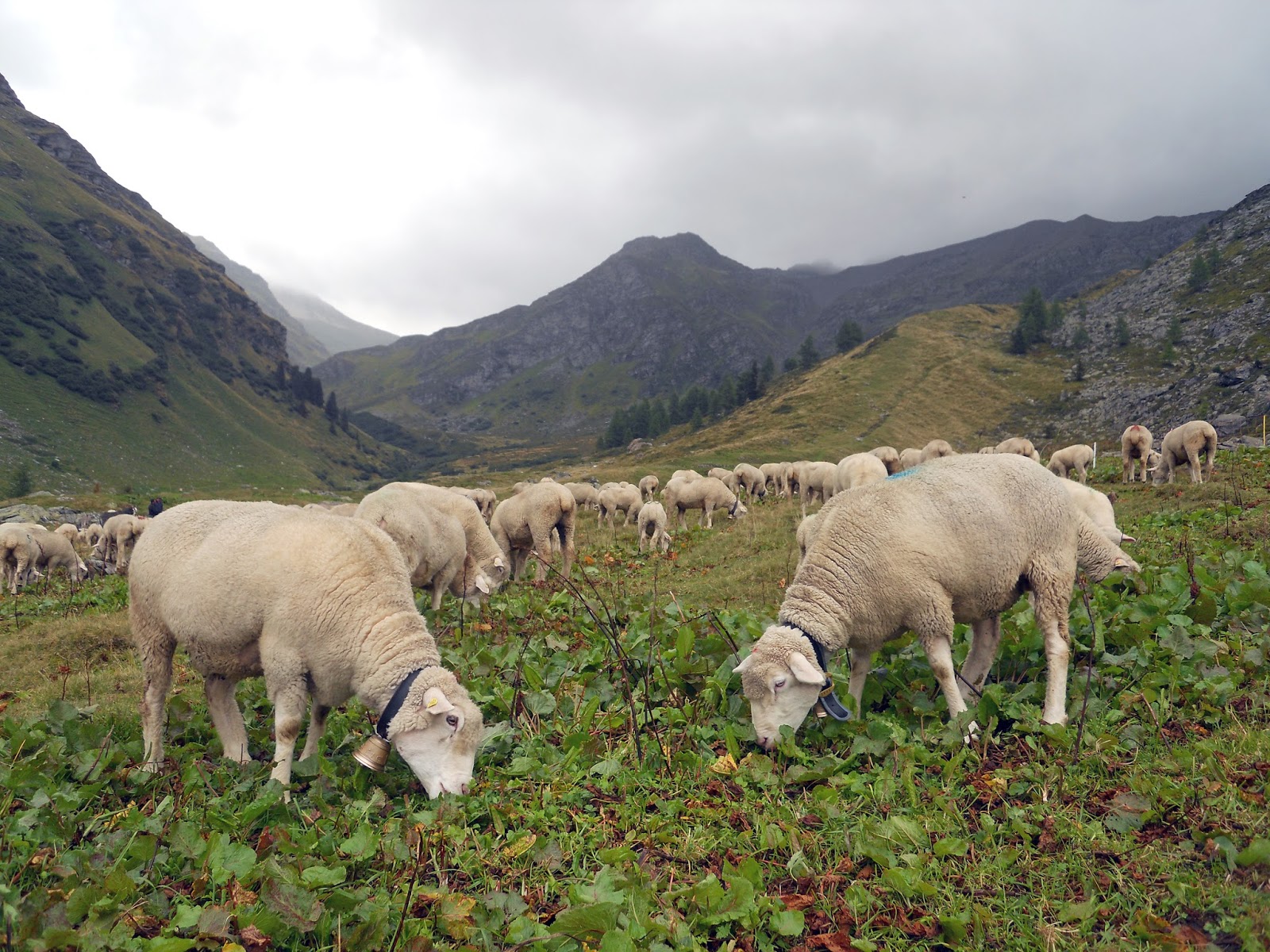 2R Schafe: Schafe auf der Alp Sut Fuina
