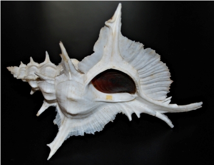 COLEÇÃO DE CONCHAS