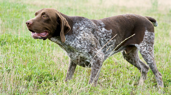 Braque Francais Vs German Shorthaired Pointer