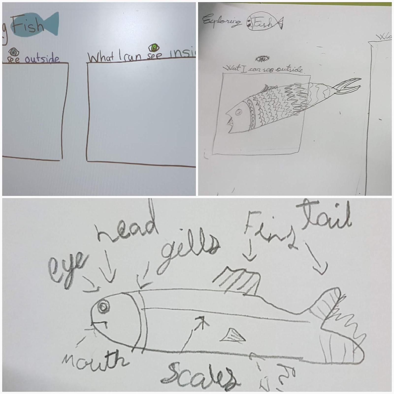 PLURILINGÜISMO: EXPLORING FISH. 3rd GRADE PRIMARY.