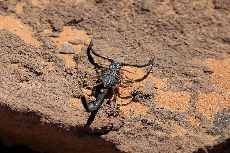 Deathstalker Scorpion L Dangerous Our Breathing Planet