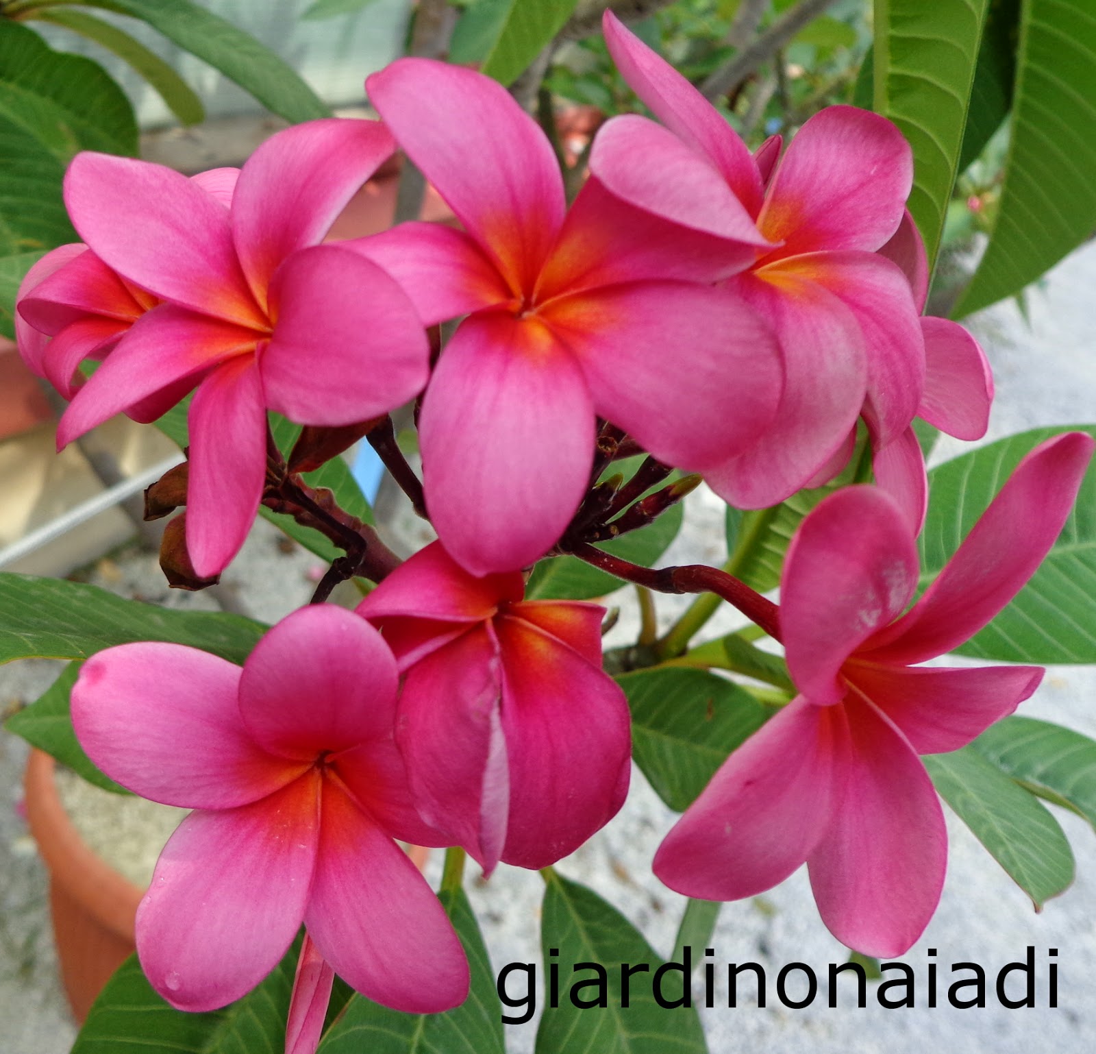 Il giardino delle Naiadi: POMELIA , INCONTRO FATALE