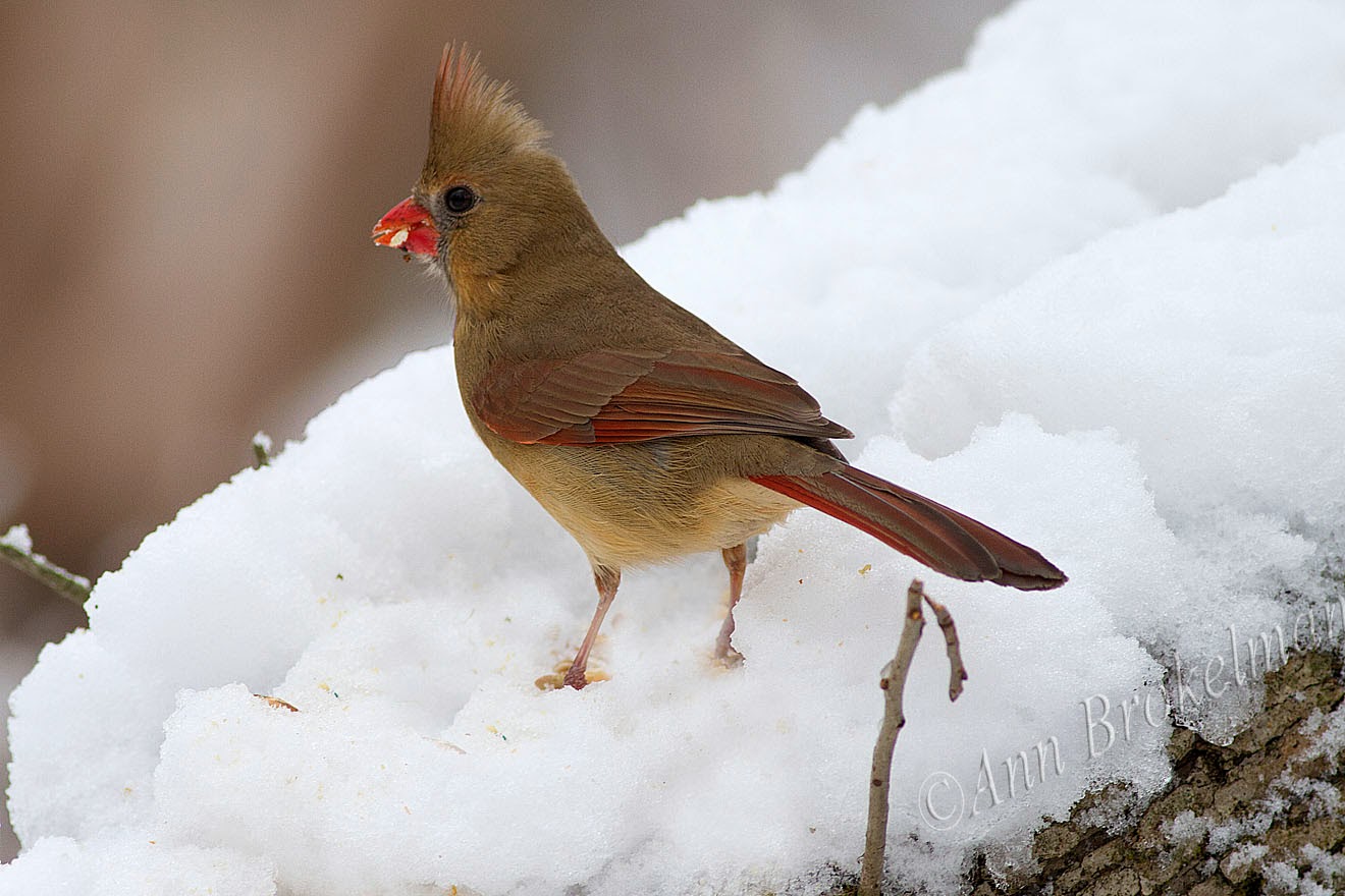 Ann Brokelman Photography: Cardinal Doves Nuthatches and more on a ...