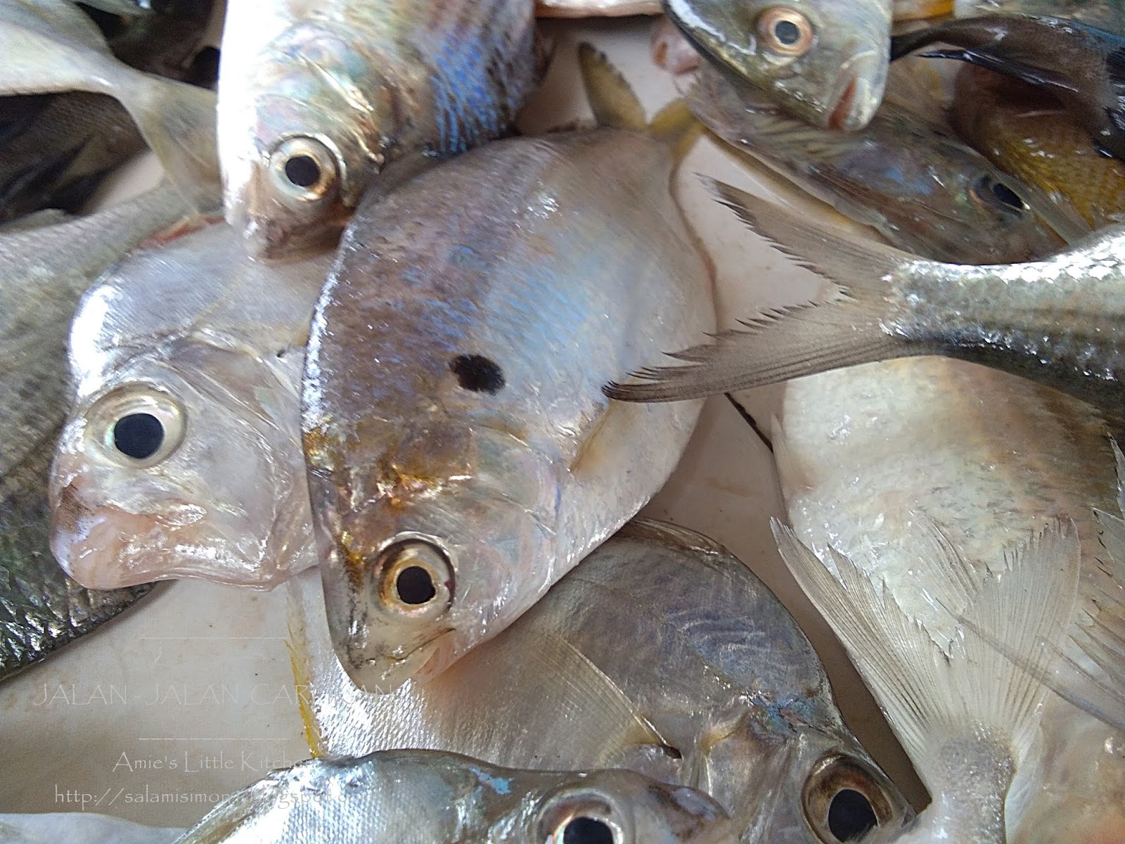 Kenali Pelbagai Jenis Ikan di Pantai Timur Sabah - Amie's Little Kitchen