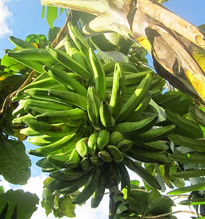 Pisang Raja Lawe | Bibit Pisang-KU