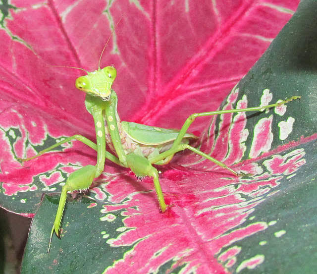 Photos and Info on Ants and Termites of Malaysia: Tropical Rainforest ...