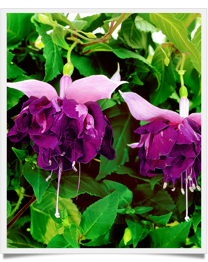 tra orto e giardino: Le Fuchsie, le Specie, Parte seconda