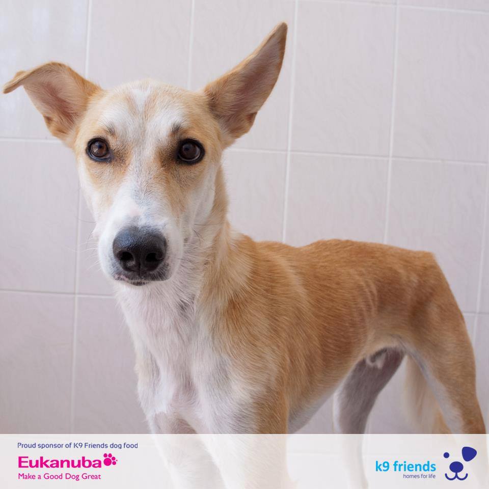 Wild born Canaan dogs of Saudi Arabia: Update on the genetic study of ...