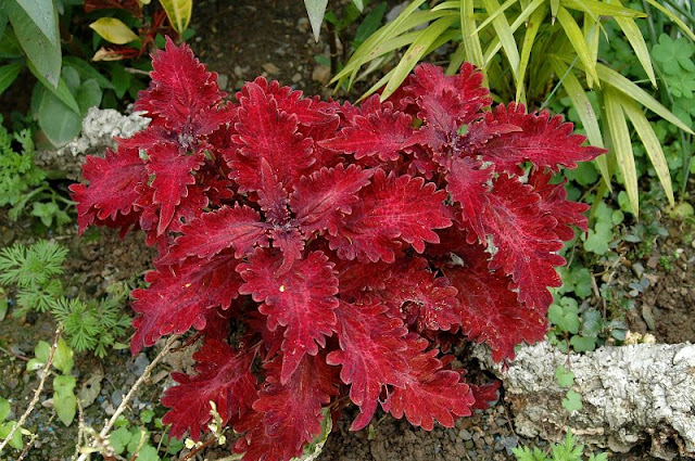 FLORACIONES EN MÁLAGA Y MÁS: Coleos