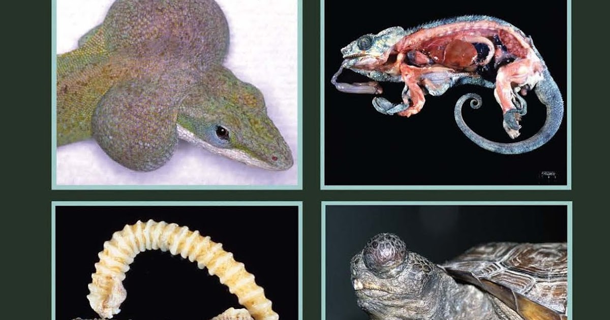 Infectious diseases and phatology of reptiles ~ Project Herps