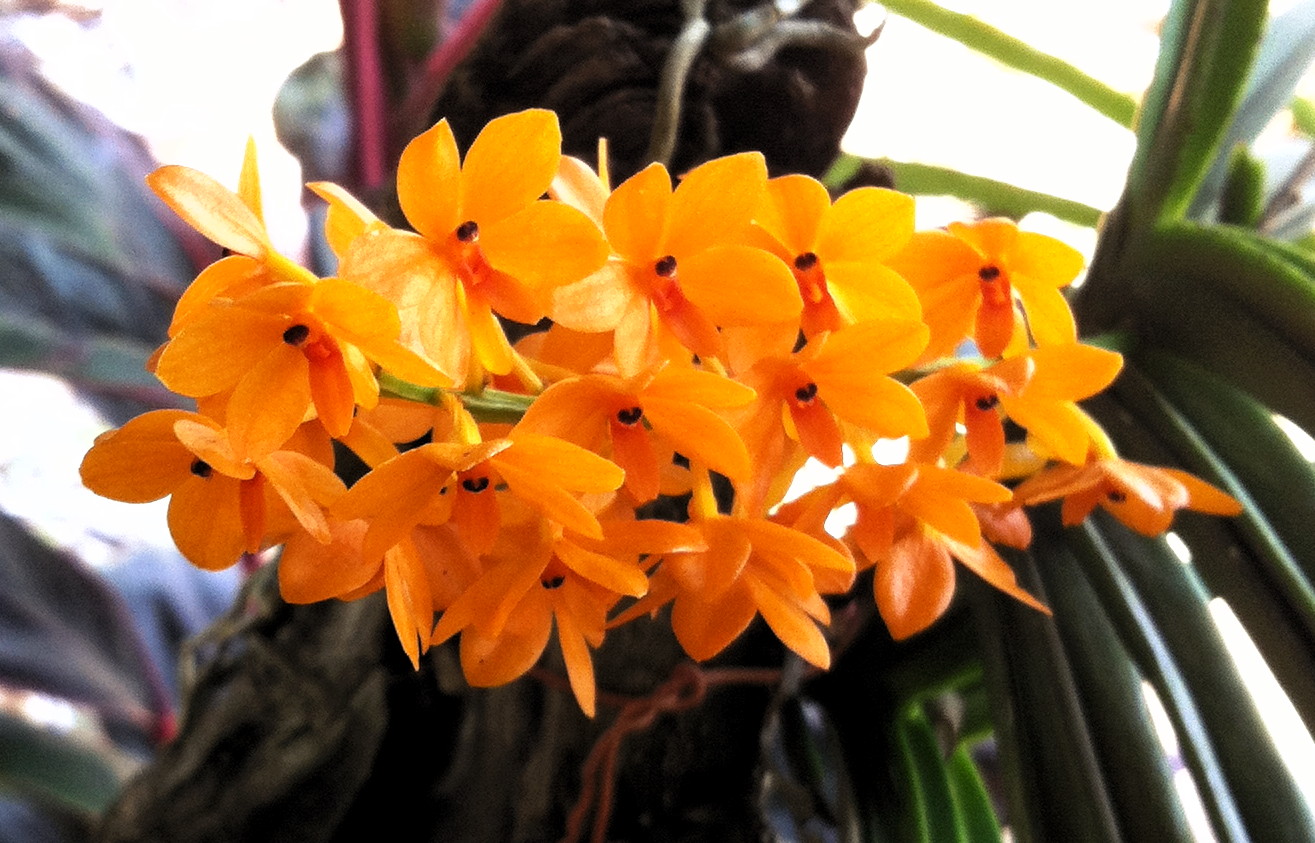 Out and About Thailand: More Orchids From The Garden