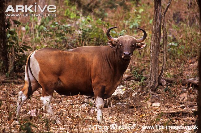 Spotted - Three Banteng - BeTreed