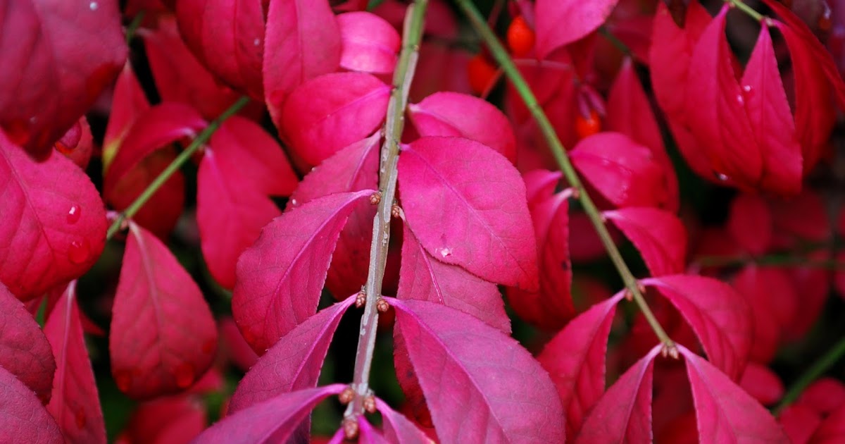 The Intercontinental Gardener: Glowing, blazing, burning
