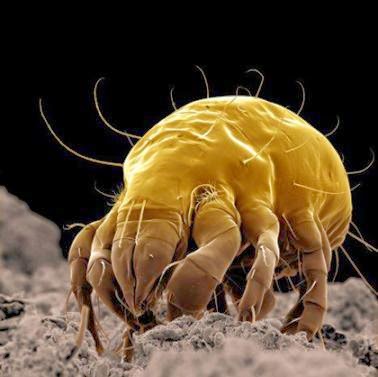 GCP: EL EXTRAÑO MUNDO DE LOS ÁCAROS