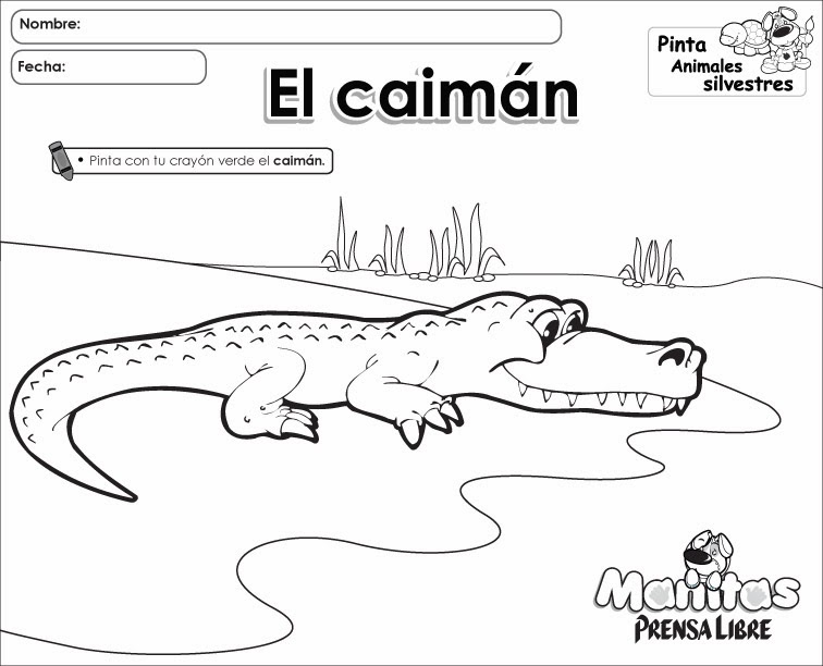 Caimanes para colorear - Imagui