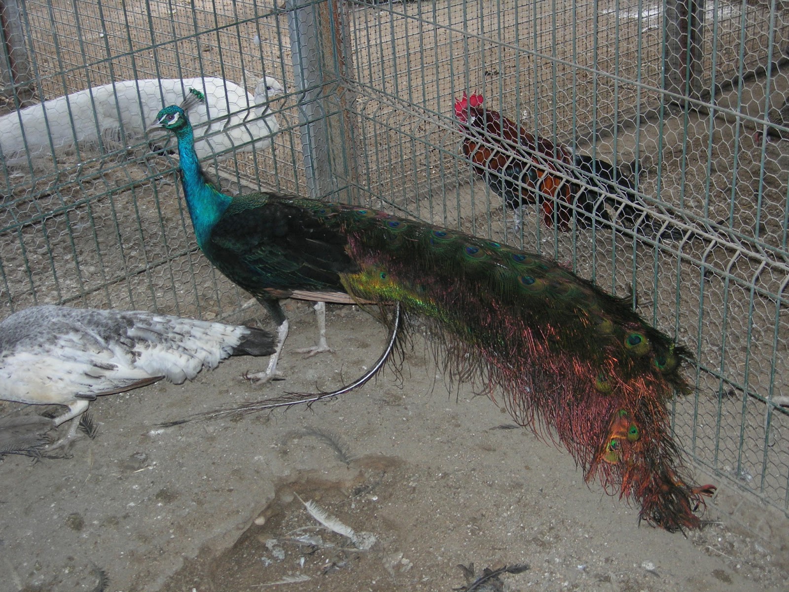 EL CORRAL DE JESUS: Pavo real Ala negra