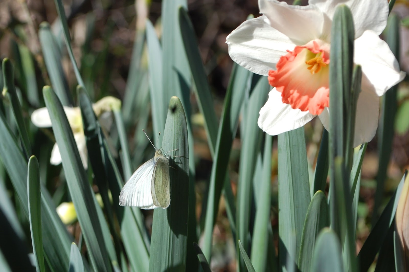 Urban Wildlife Guide: First Butterflies!