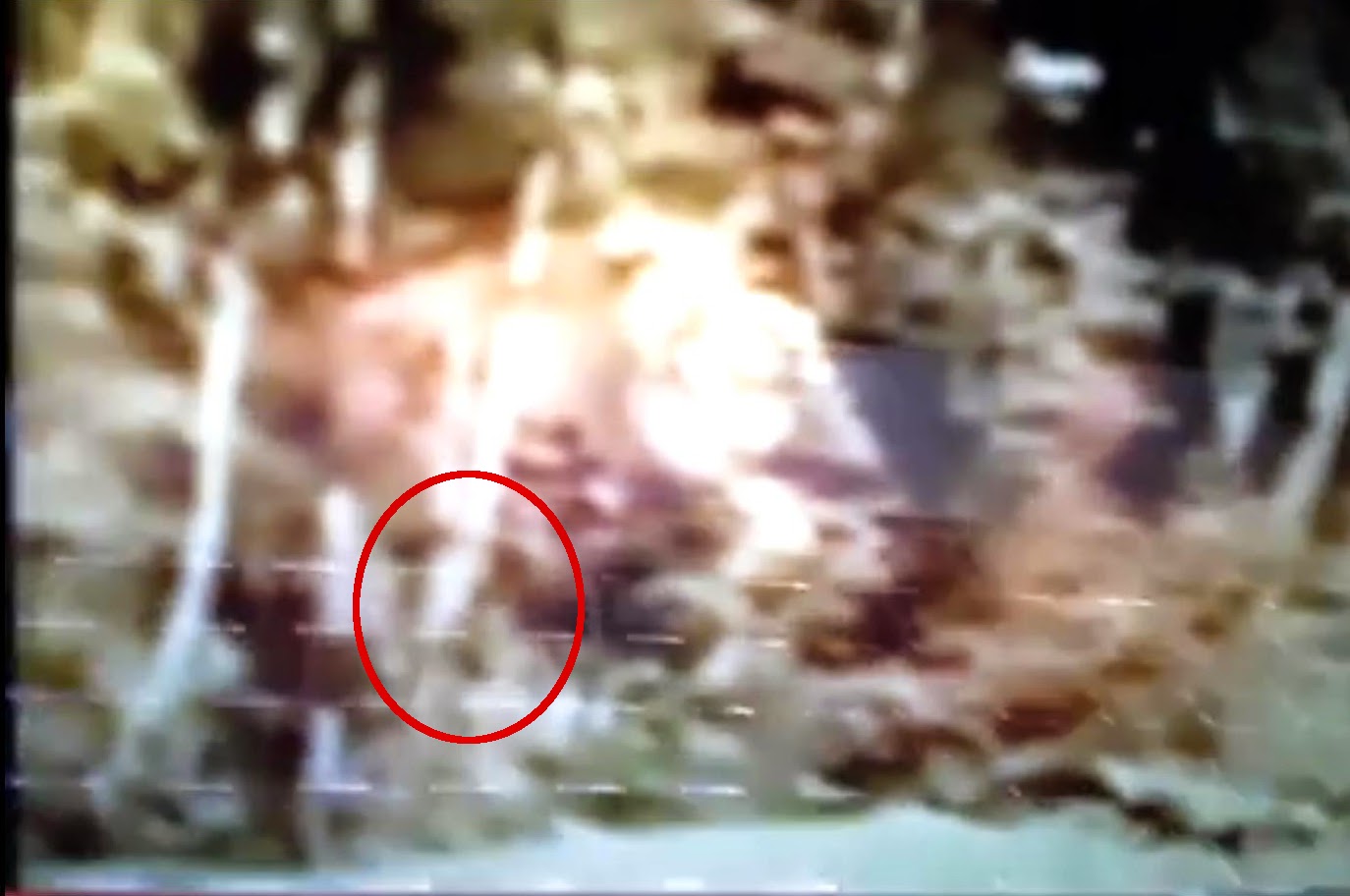 Baby Bigfoot Discovered in Patterson Film? ~ The Crypto Crew