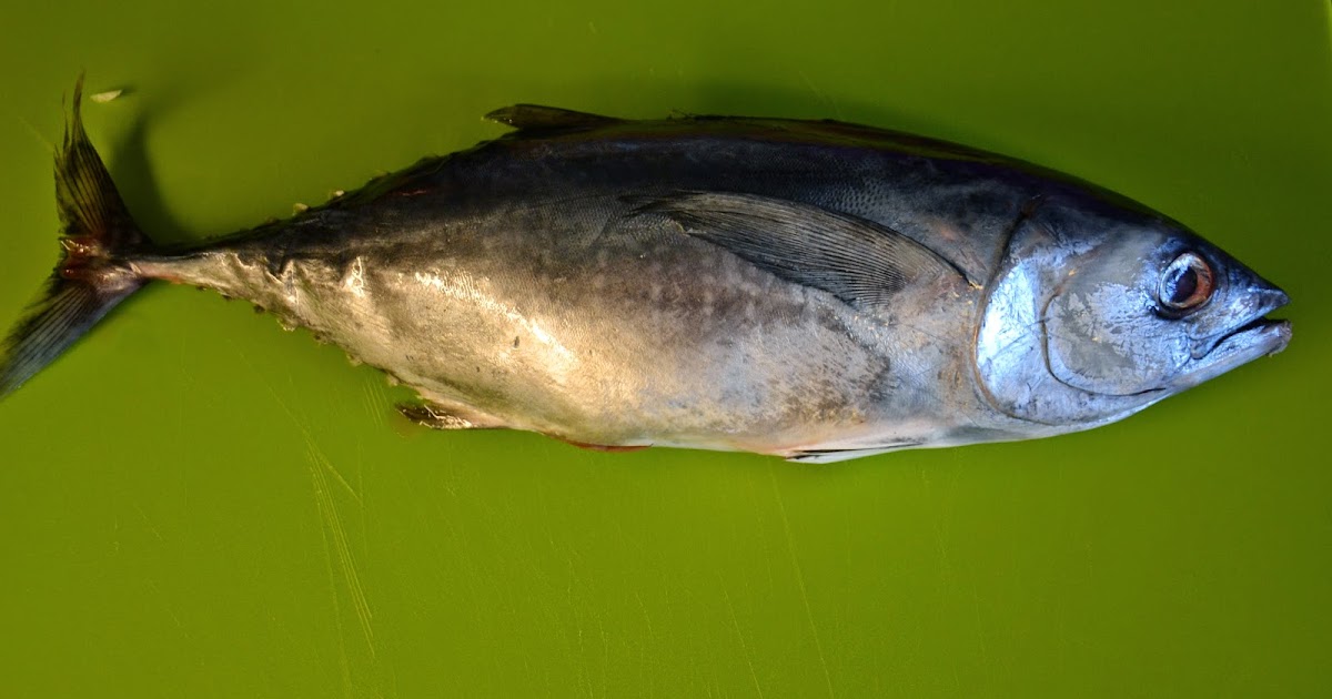 Oppdag Fisk!: Ustripet Pelamide/Plain Bonito/Orcynopsis Unicolor (Saltvann)