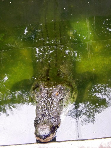 the seasoned first timer: Palawan Revisited: Crocodile Farm