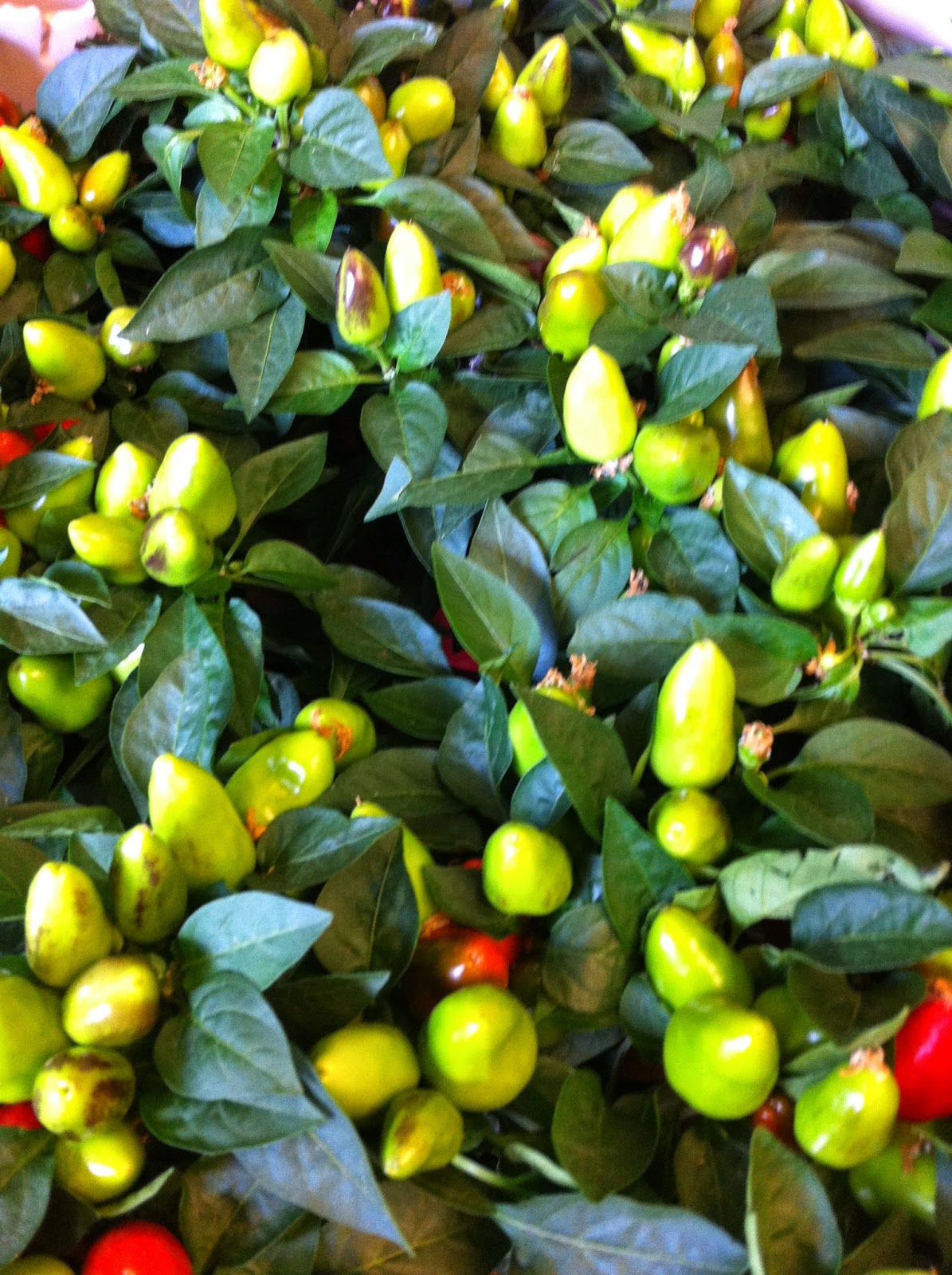 Fleuriste Isabelle Feuvrier: Les piments