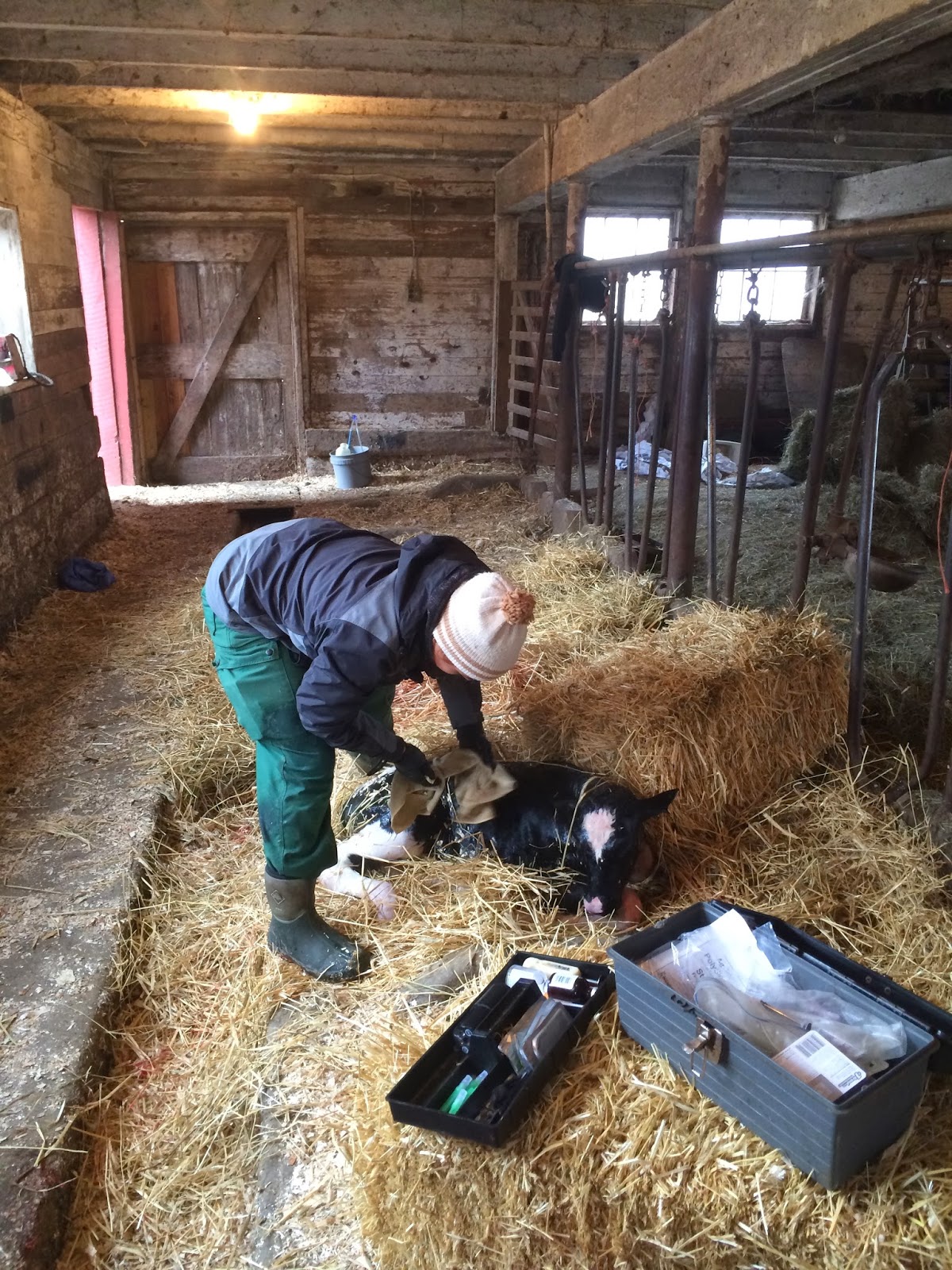 A Day in the Life of a Cow Vet: Double the Fun