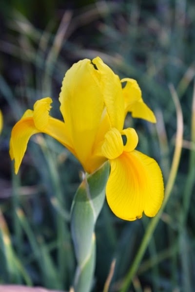 A Farmboy stuck in the city - Fox Farm - Riverside CA: Dutch Iris ...