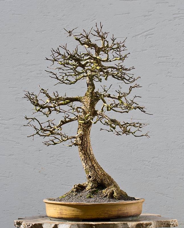 Walter Pall Bonsai Adventures: Wild Pear without foliage