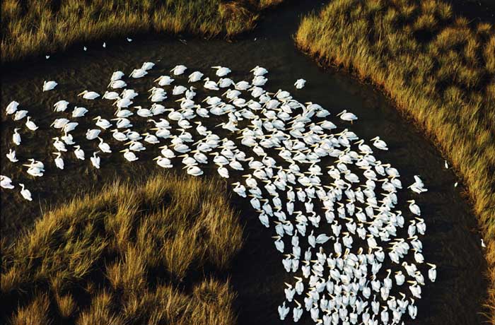 National Geographic Great Migrations Pictures - Animals | Amazing Pictures