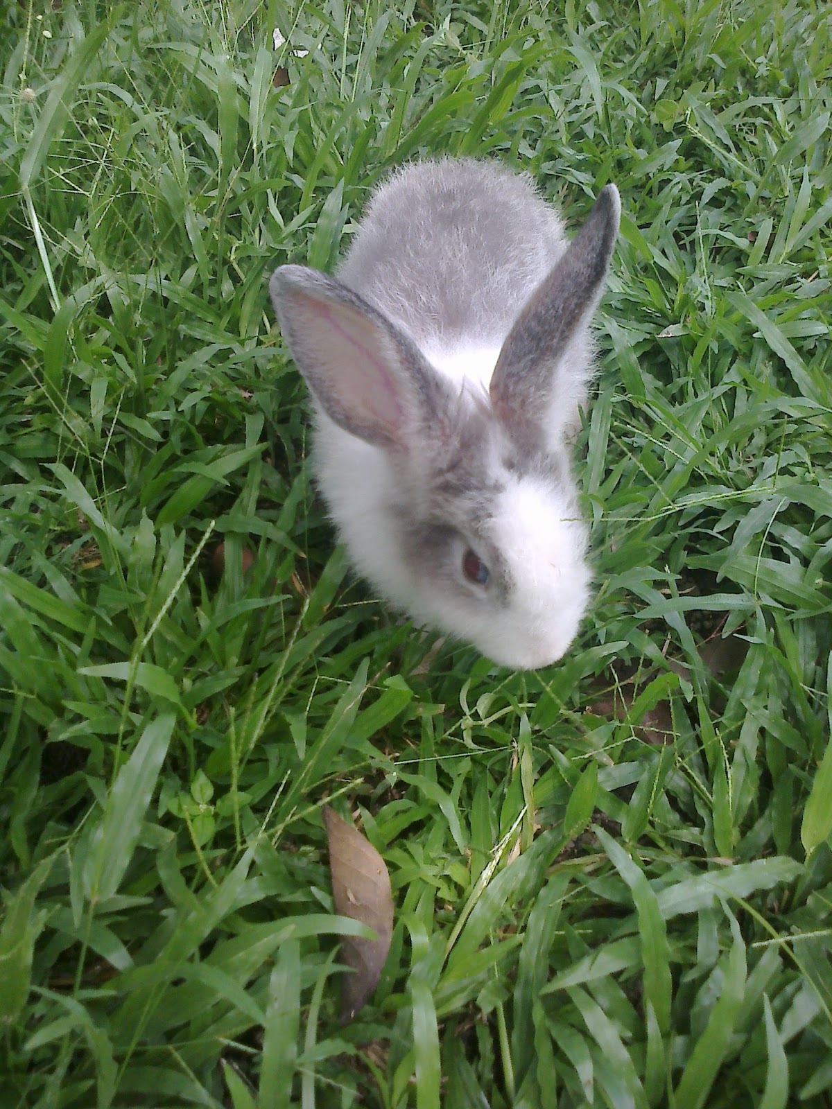 Looking for AdoraBLe bunny ? We HaVe iT HeRe !: cutey bunny for sale