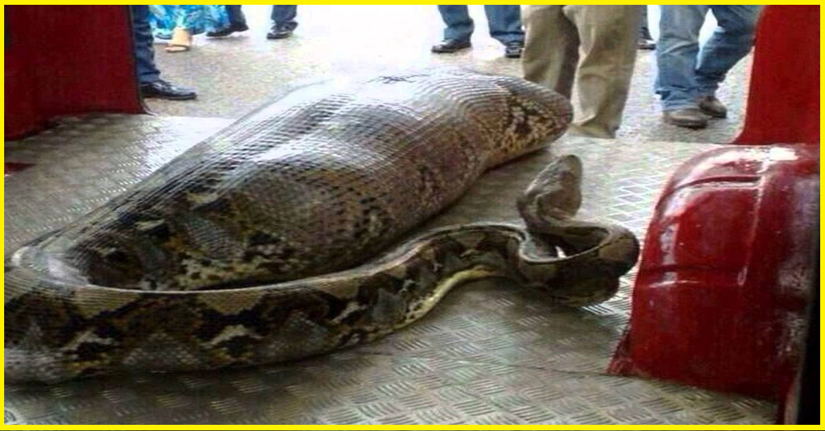 SH0CKING: Missing Man Found Inside a Huge Snake (Vldeo) ~ Celeb Mobs