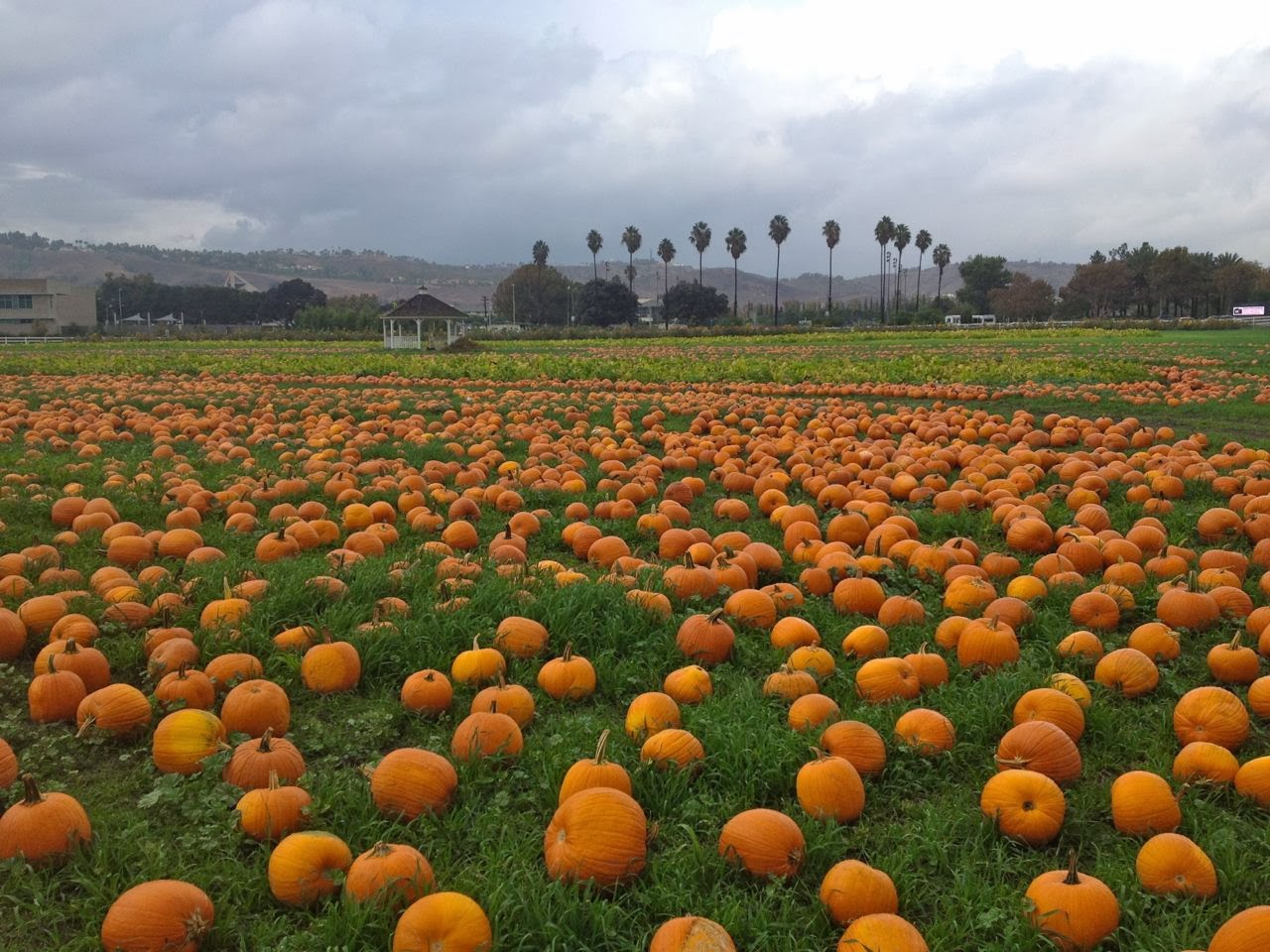 Experiencing Los Angeles: On Campus and on the Farm at Cal Poly Pomona