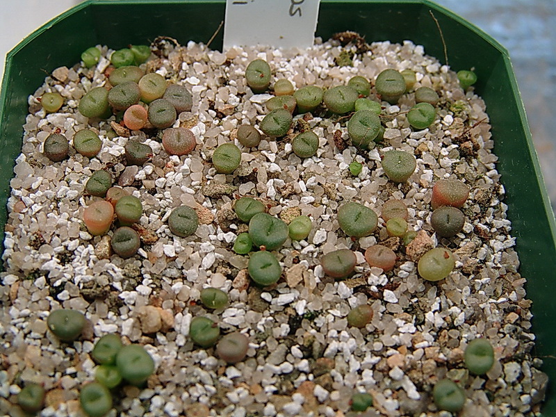 Cactus Hill Adventures: Lithops - A New Generation