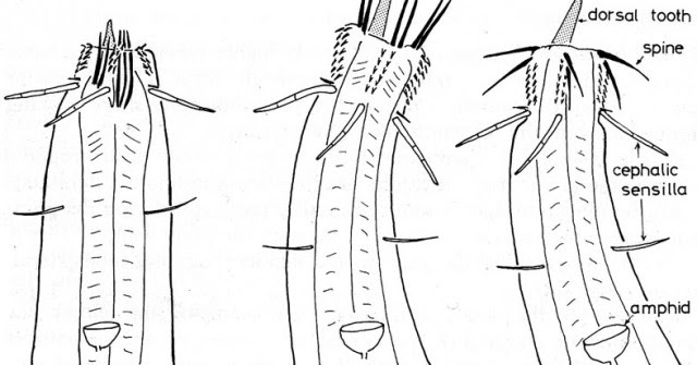 Variety of Life: Tobrilina