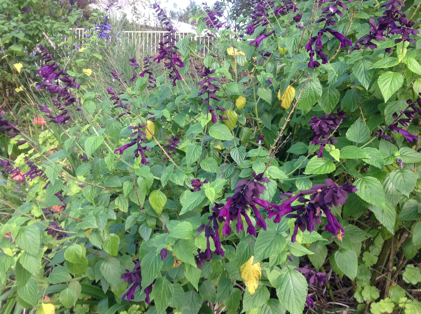 Lavender and Vanilla; Friends of the Gardens: Some of my Salvias ...