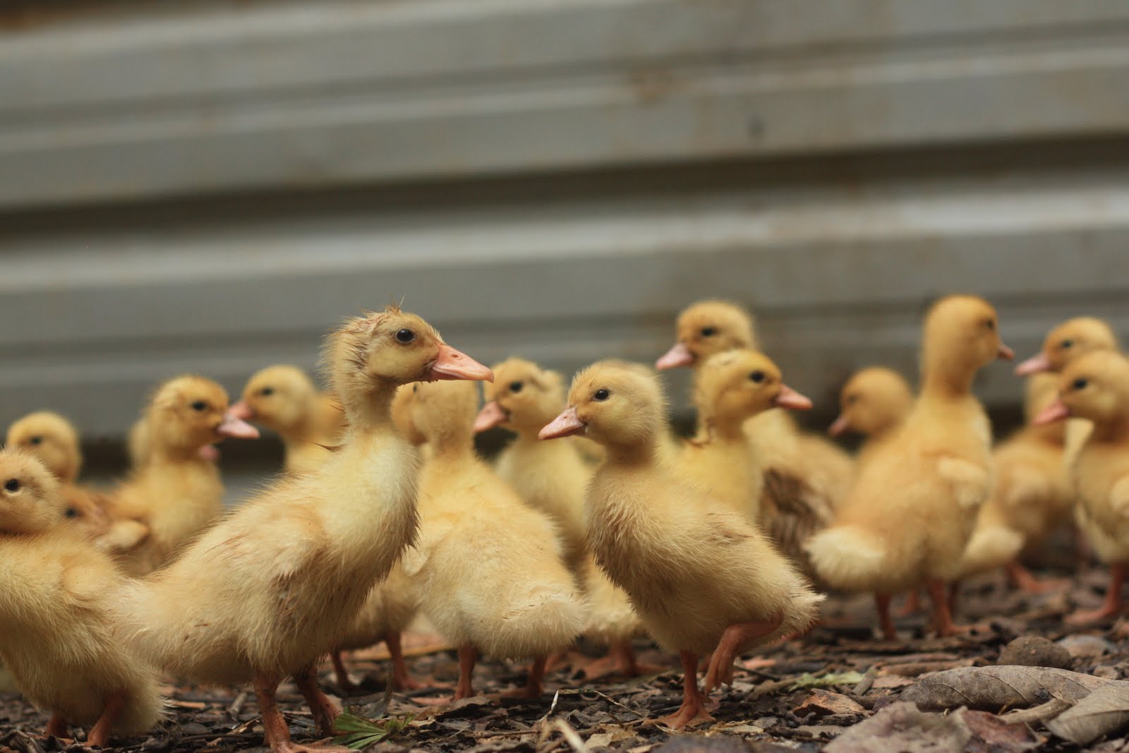 Permulaan Menternak Itik Telur ~ FIRNAS AGRO FARM DUCK