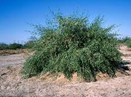 Miswak - Miswak Stick - Siwak Miswak - The Benefits Of Miswak - A ...