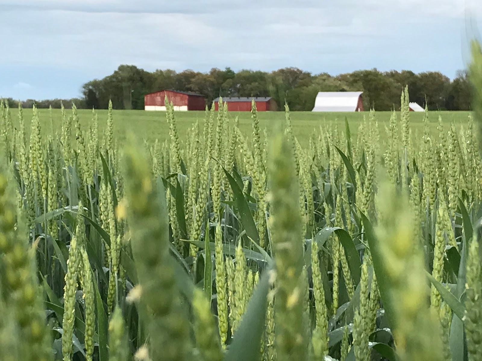 Jepson Family Farm: April 2017