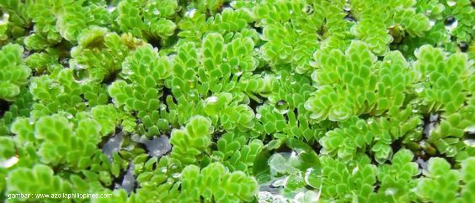 Azolla Microphylla Pakan Ikan Yang Murah dan Mudah ~ AanBLOG